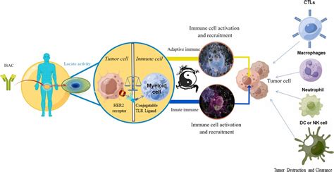 Antibody Mediated Immunity