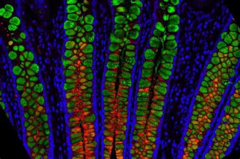 Scientists Map Entire Human Gut At Single Cell Resolution Nexus Newsfeed