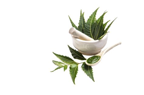 Neem Leaves For Medicinal Use Crushed In A Mortar And Pestle