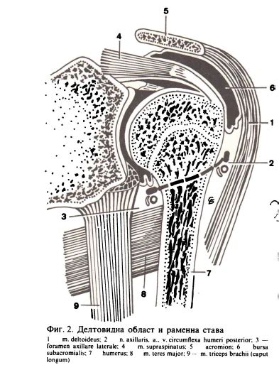 Анатомия на раменна става Orthopedy Bg