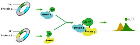 双分子荧光互补技术（bifc） 伯信生物