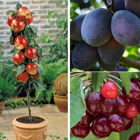 Dwarf Fruit Tree Collection Uk