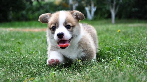 🔥 50 Corgi Puppies Wallpapers Wallpapersafari
