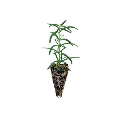 Rosemary Seedling 8 Pcs Corridor Farmers