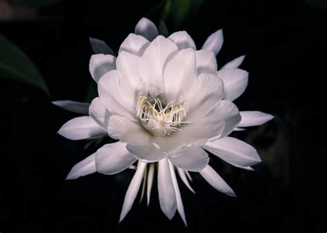 月下美人（ゲッカビジン）の花言葉（季節、英語） E恋愛名言集