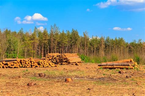 Premium Photo Stacked Tree Trunks Felled By The Logging Timber Industry In Pine Forest