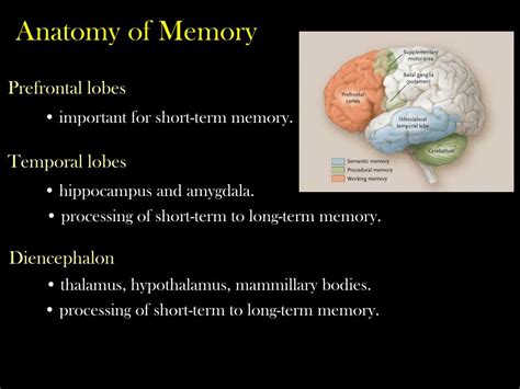 Ppt Disorders Of Memory Amnesia And Animal Models Powerpoint