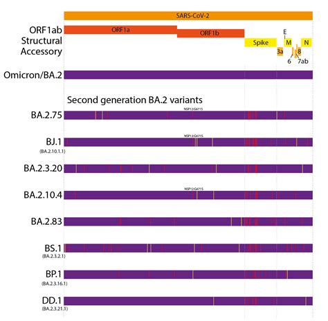 Sars Cov 2 Evolution Post Omicron Sars Cov 2 Molecular Evolution