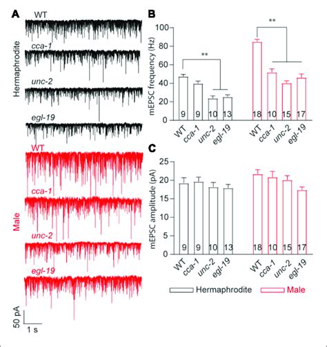 T Type Calcium Channel CCA 1 Plays Different Roles In ACh Release Download Scientific Diagram