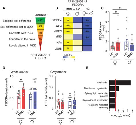 The Long Noncoding Rna Fedora Is A Cell Type And Sex Specific