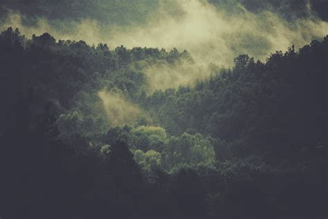 Hd Wallpaper Black And White Morning Foggy Forest Bw Clouds Nature