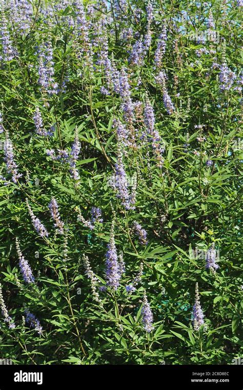 Vitex Chaste Tree Chasteberry Abrahams Balm Lilac Chastetree Monk