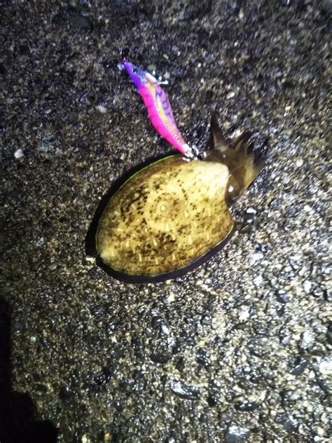 沼津周辺エギングでアオリイカ釣れてます♪ かめや釣具