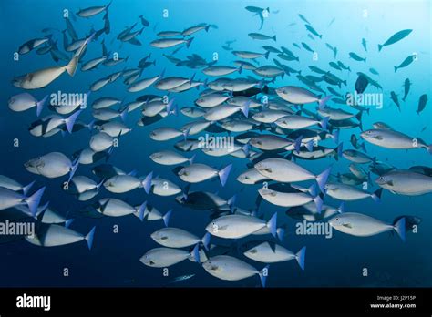 Blue Unicorns Naso Caeruleacauda Swimming In The Open Sea Raja