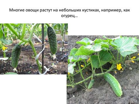 Фрукты и овощи Как отличить фрукт от овоща презентация онлайн