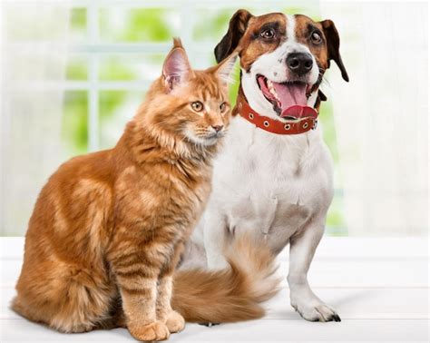 Gato Y Perro Juntos En El Suelo Interior Amigos Esponjosos Foto Premium