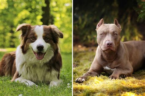 Pitbull Australian Shepherd Mix Meeting Your New Buddy