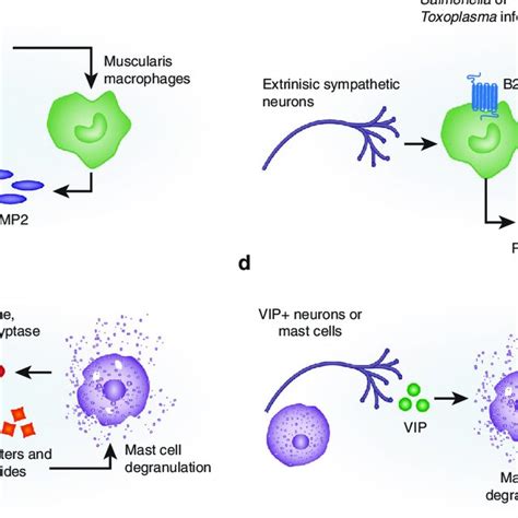 Neuronal Crosstalk With Intestinal Epithelial Cells And Tuning By The