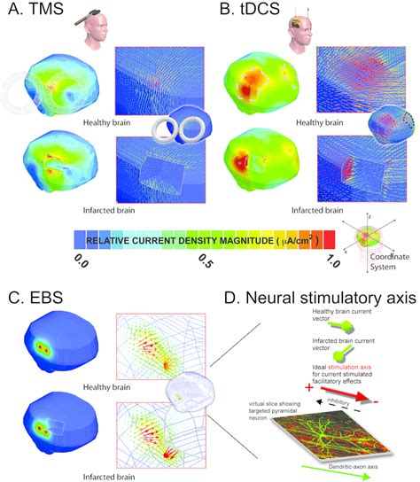 Current Density Distribution Maps Induced By Nibs Download Scientific Diagram
