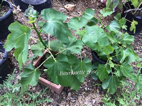 New Fig Addition First Year General Fruit Growing Growing Fruit