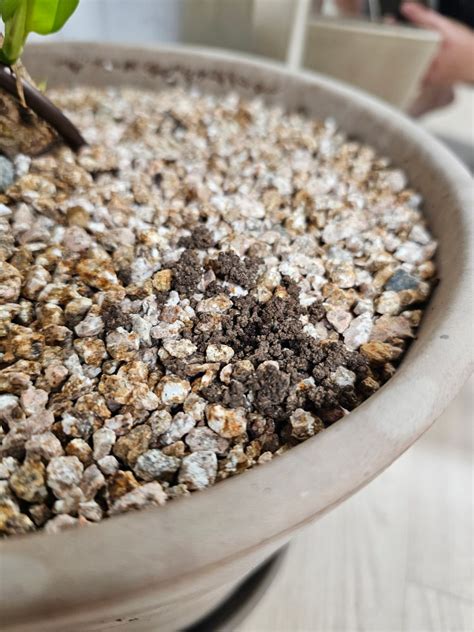 화분에 있는 흙이 이상해요 지식in