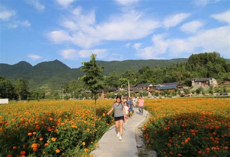 走鳳岡綏陽鎮瑪瑙山賞萬壽菊 每日頭條