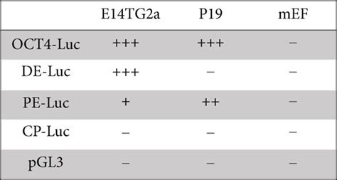 Luciferase Reporter Analysis Of The Porcine Oct4 Regulatory Regions In