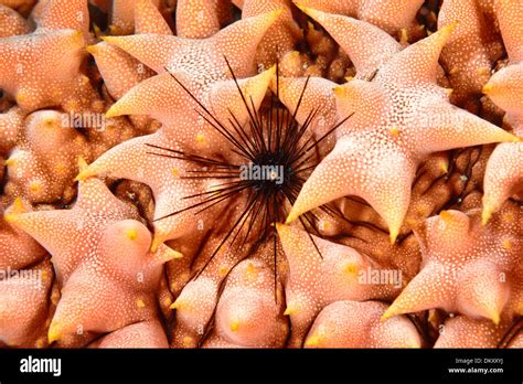 Juvenile Long Spined Sea Urchin Diadema Setosum Shelters Among The