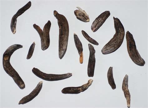 Sporysz W Zbożach Szkodliwość Objawy I Zapobieganie Terazpolepl