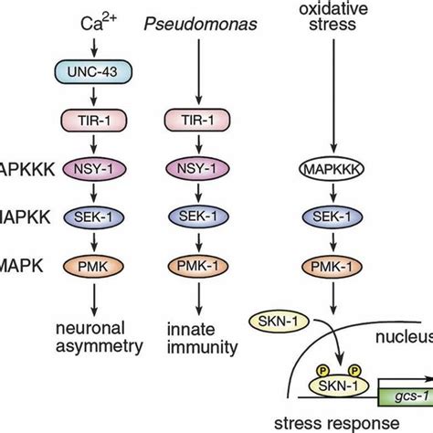 The P38 Mapk Pathways In C Elegans See Text For Details Download
