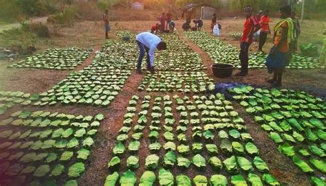 Odisha Govt Announces Sops For Kendu Leaf Pluckers Odisha