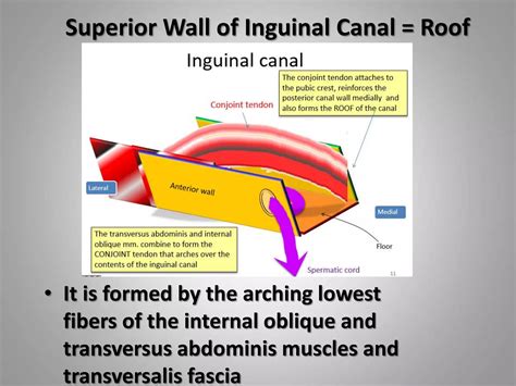 Gross Anatomy Of The Inguinal Canalppt