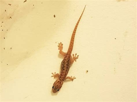 Eastern Tree Dtella Ausemade