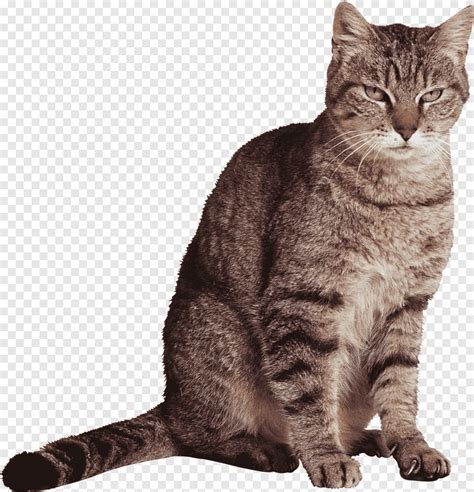 고양이 고양이 Png Pngegg