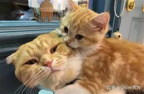 为什么捏住猫的后颈它就不动了还不知道的宠主要留心了 知乎