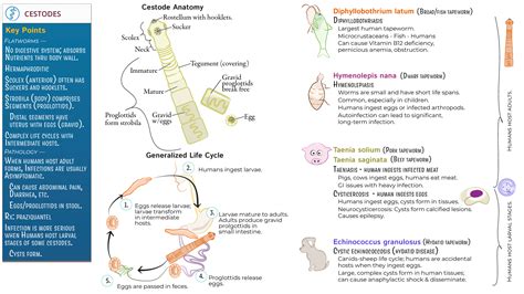 Immunology Microbiology Cestodes Flatworms Ditki Medical