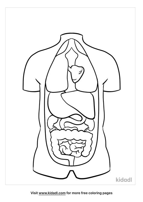 Anatomy Coloring Pages Human Organs Coloring Page Anatomy 53 Off