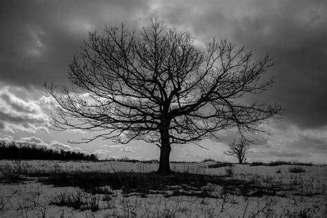 Details More Than 65 Black Tree Wallpaper In Cdgdbentre