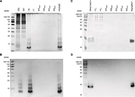 Figure 2 From Modulatory Actions Of Echinococcus Granulosus Antigen B On Macrophage Inflammatory