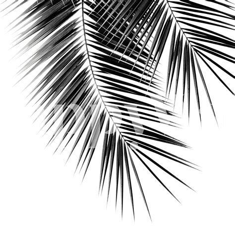 Black Palm Leaves Dream 2 Wallpaper
