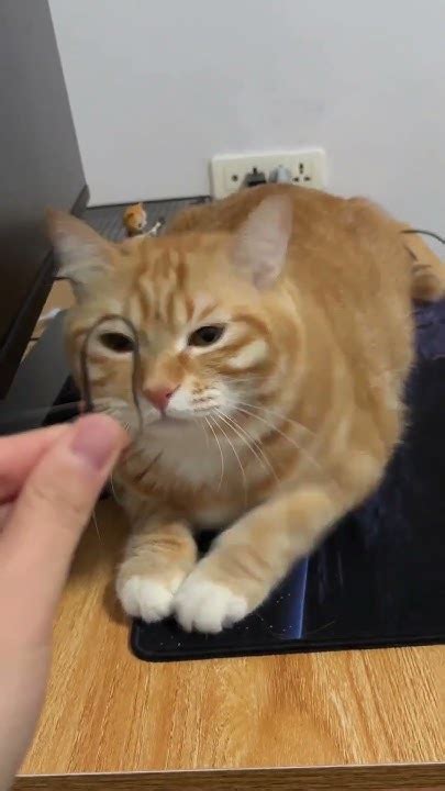 原来小猫也有心理影响啊！哈哈哈 我和我的怨种猫咪 猫咪的迷惑行为 萌宠出道 Youtube