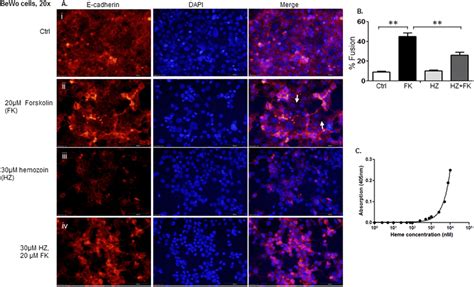 Malaria Pigment Hemozoin Impairs Bewo Cell Fusion We Isolated Hemozoin