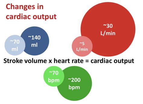 Control Of Cardiac Output Flashcards Quizlet