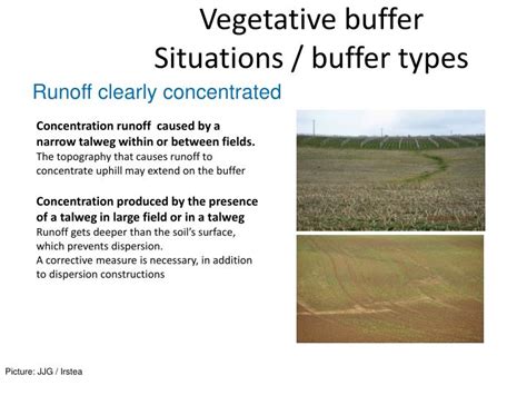 What Is A Vegetative Buffer And Why Are They Important At Albert Jarman Blog