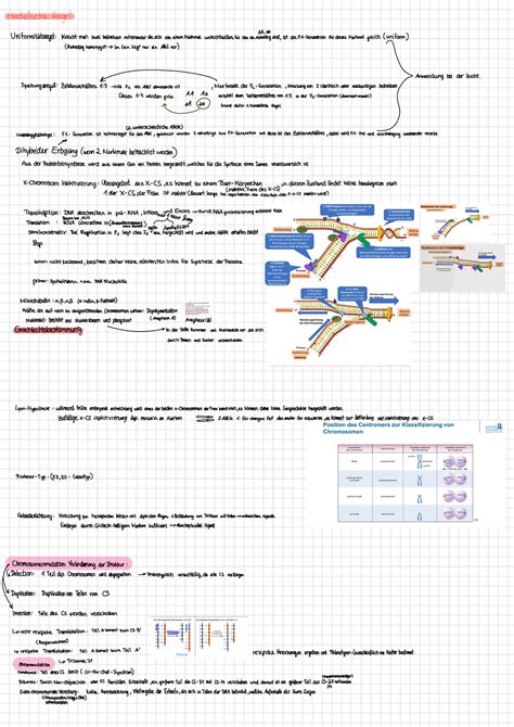Notizen Bio Mitschrift Der Ganzen Genetik Vorlesung Soppa Und Stahl