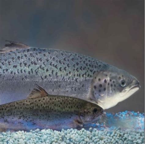 Transgenic Salmon Kit Identifica