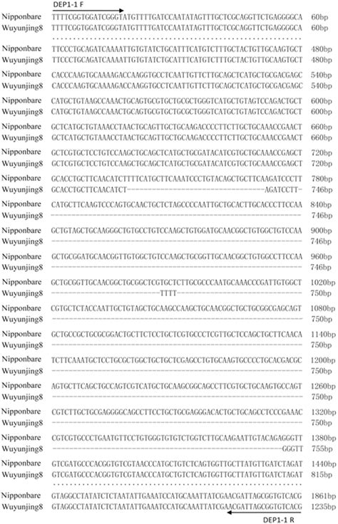 Figure 2 From A Multiplex Pcr System For Detection Of Wide Compatibility Allele S5 N And Erect