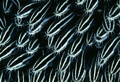 Juvenile Catfish Stock Image Z6050587 Science Photo Library