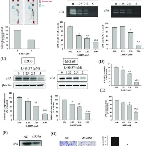 Expression Of Upa In L48h37 Treated U2os Cells A The Protease Array
