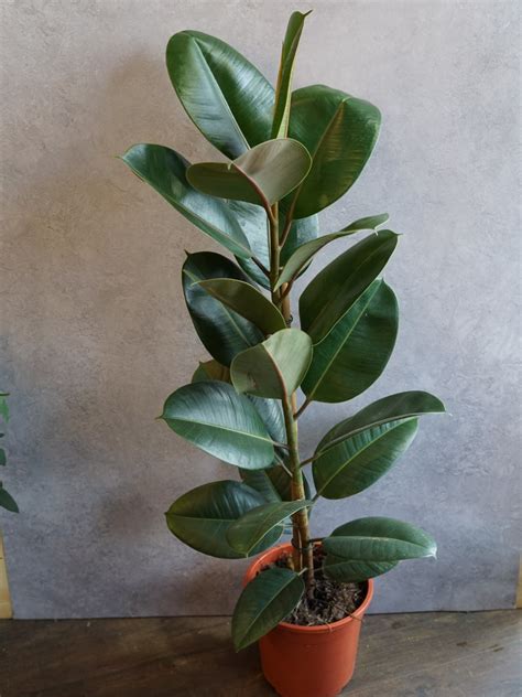 Ficus Robusta 100cm